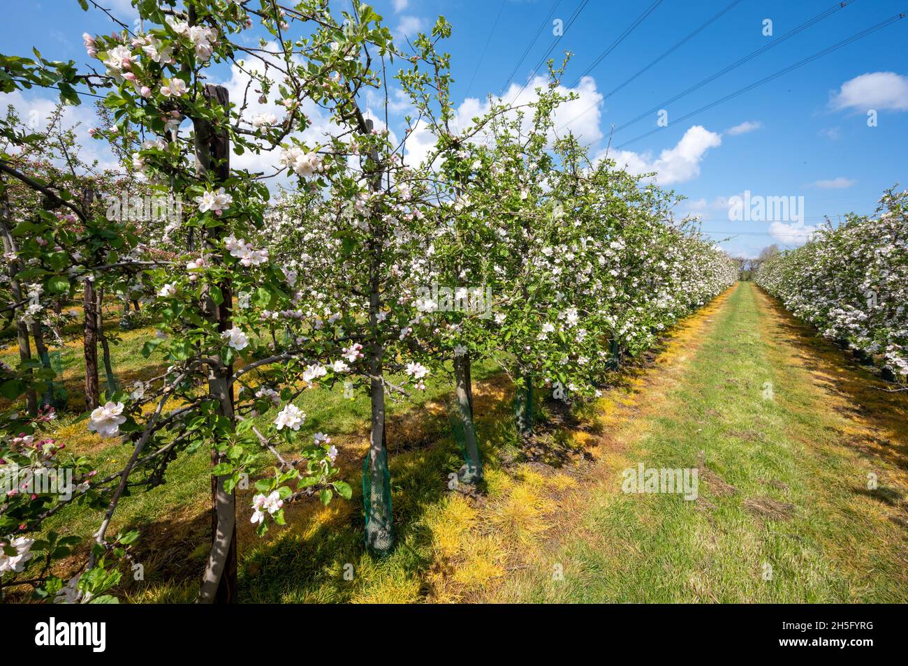 Spring pink blossom of apple trees on fruit orchards in Zeeland, the ...