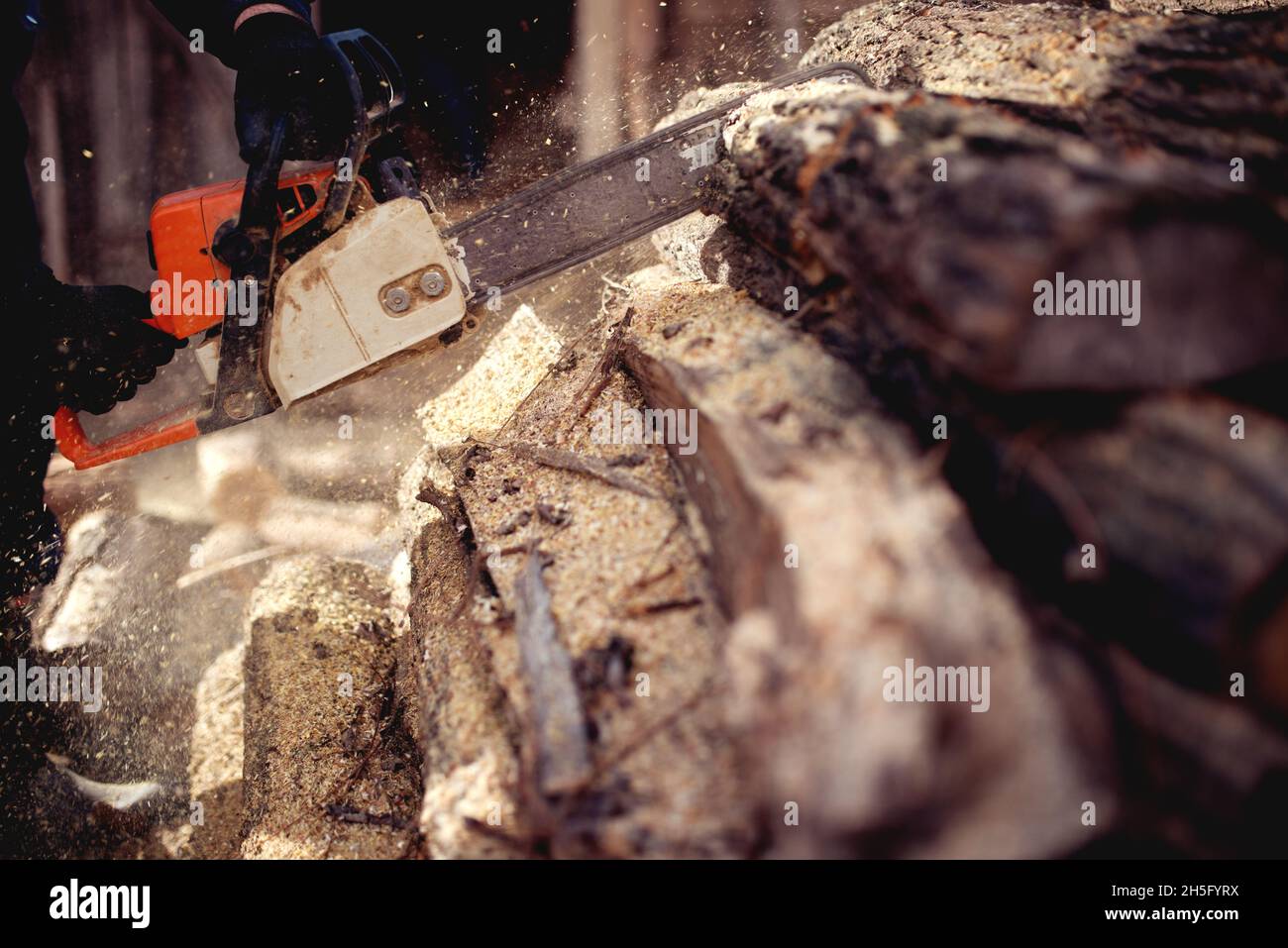 Cutting wood with chainsaw at backyard, lumberjack work profession ...