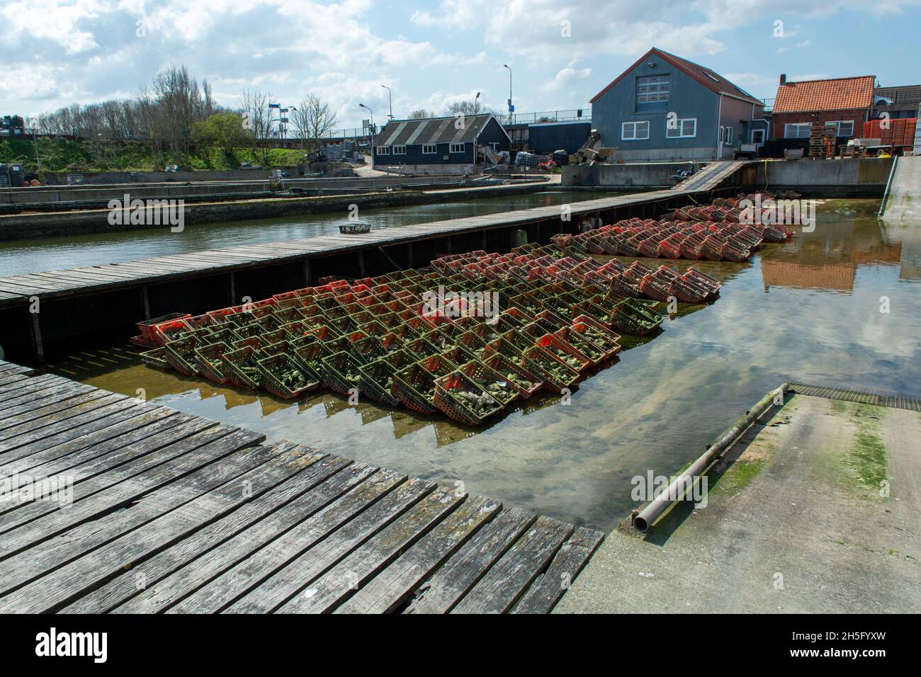 Oysters growing systems, keeping oysters in concrete oyster pits, where ...