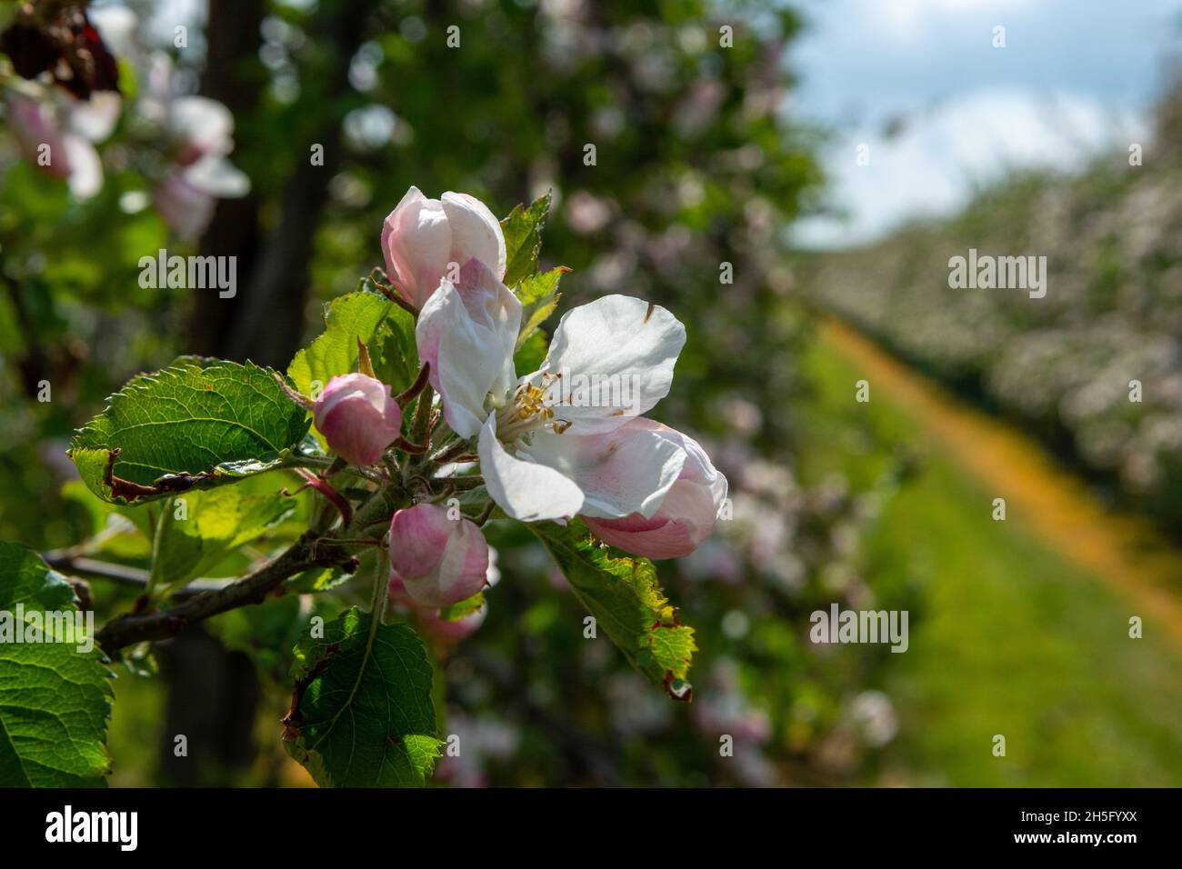 Spring pink blossom of apple trees on fruit orchards in Zeeland, the ...