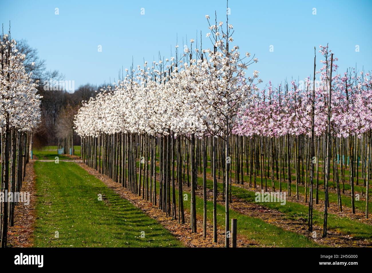 Young white magnolia trees in blossom growing on plantation on tree ...