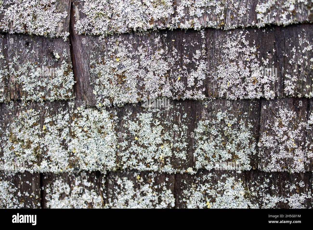 White lichen on the darkened tree of the old mill Stock Photo - Alamy
