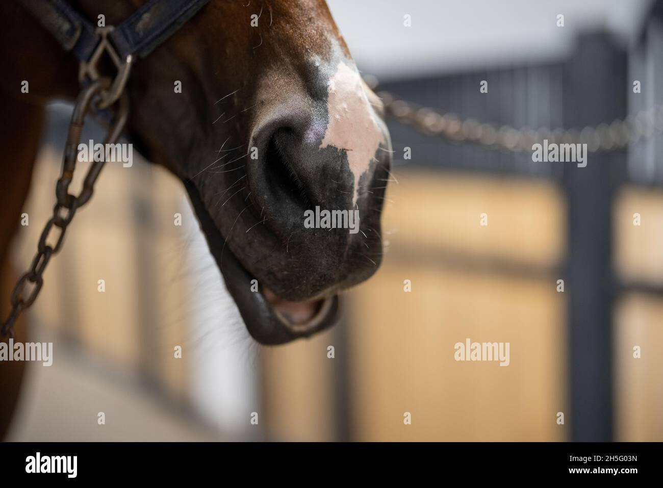 Horse snout hi-res stock photography and images - Alamy