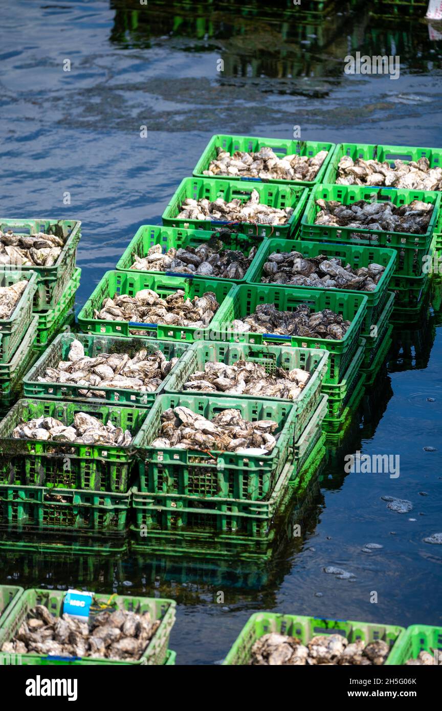 Oysters growing systems, keeping oysters in concrete oyster pits, where ...