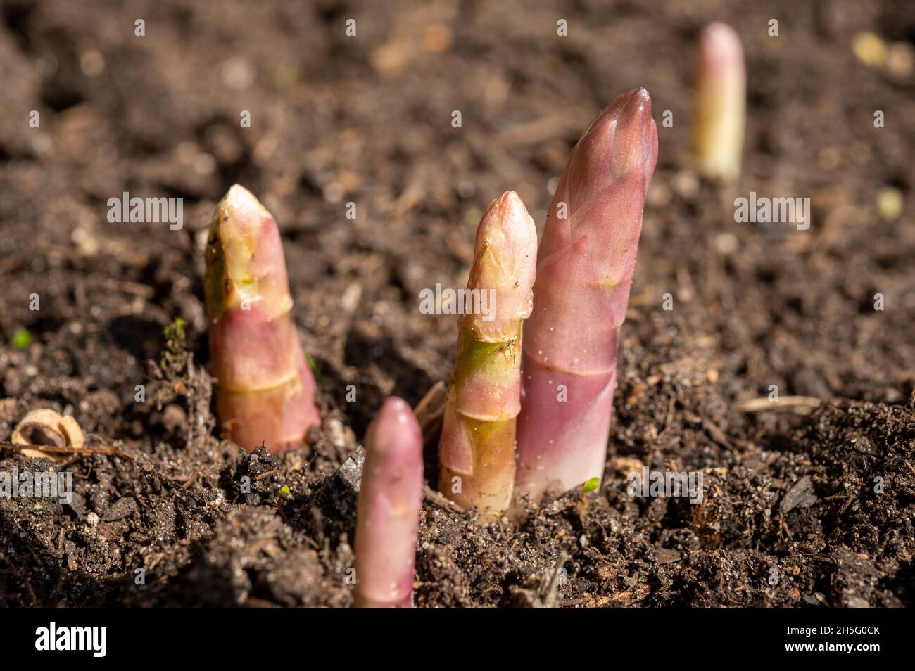 Asaparagus plants growing uncovered on farm field in spring close up ...