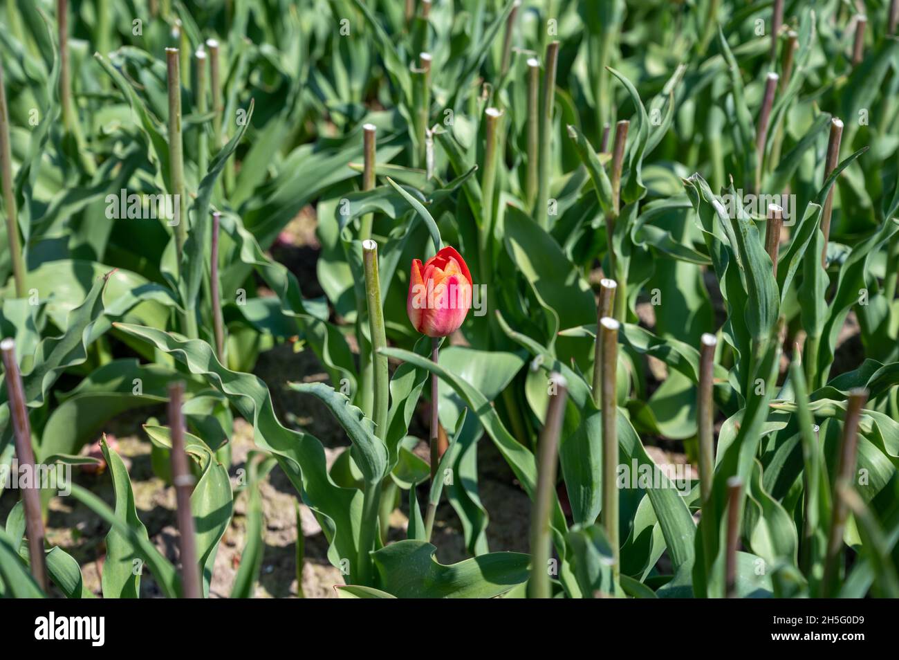 Tulips bulbs production in Netherlands, cutted tulip flowers heads on ...