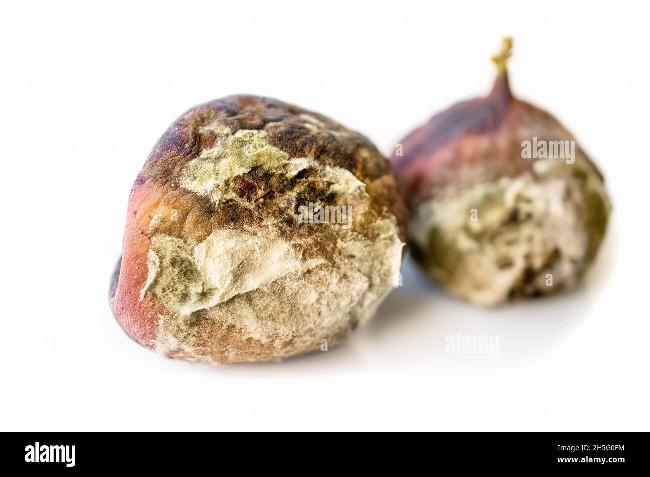 Moldy figs hi-res stock photography and images - Alamy