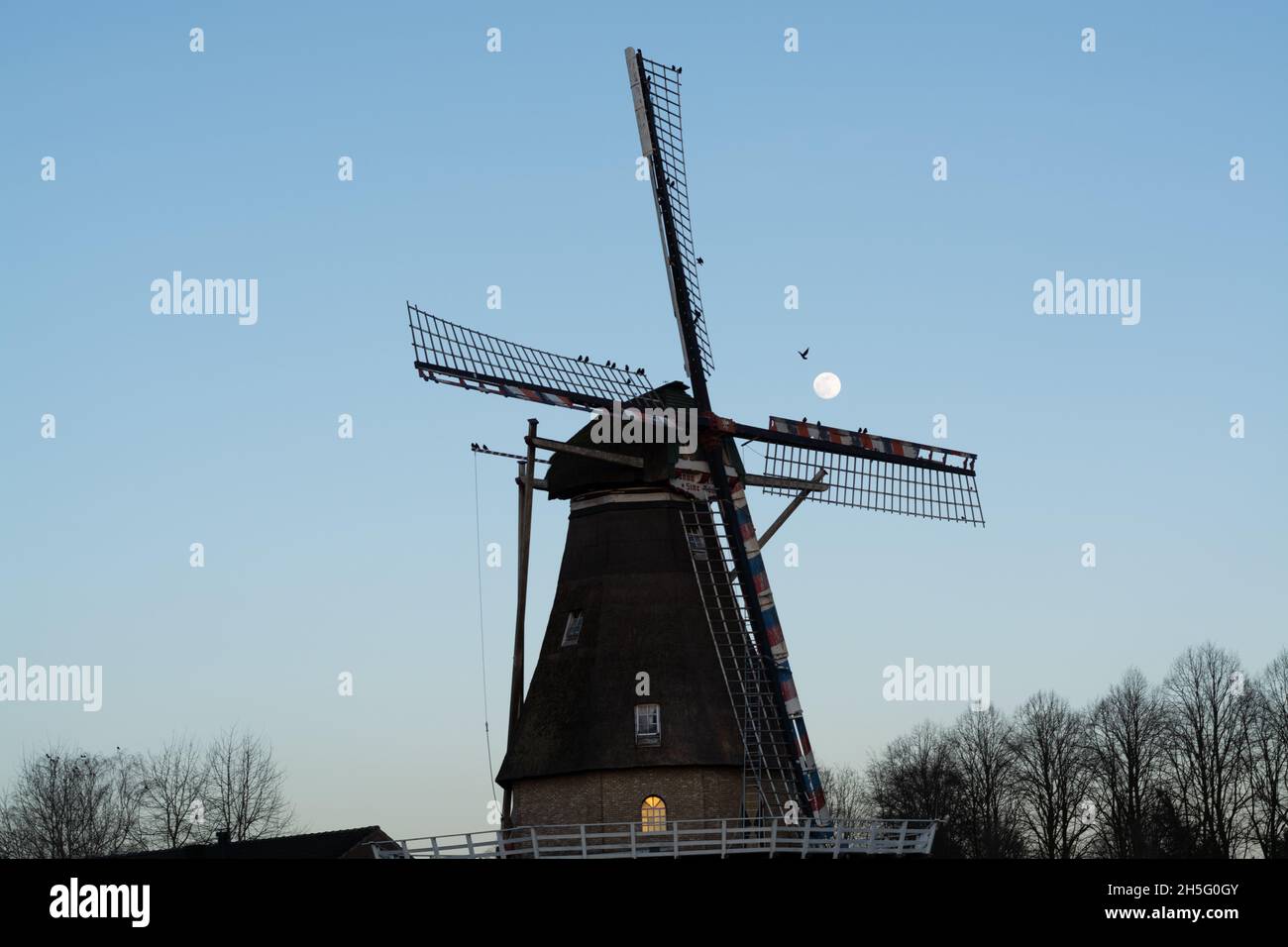 Traditional Dutch grain wind mill in Oerle, North Brabant on sunset ...
