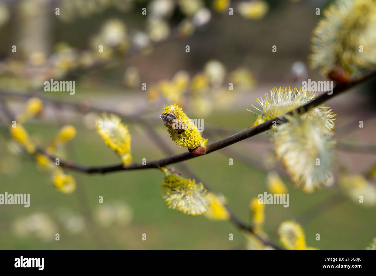 Bees pollinate spring blooming willow tree in garden, flora and fauna ...