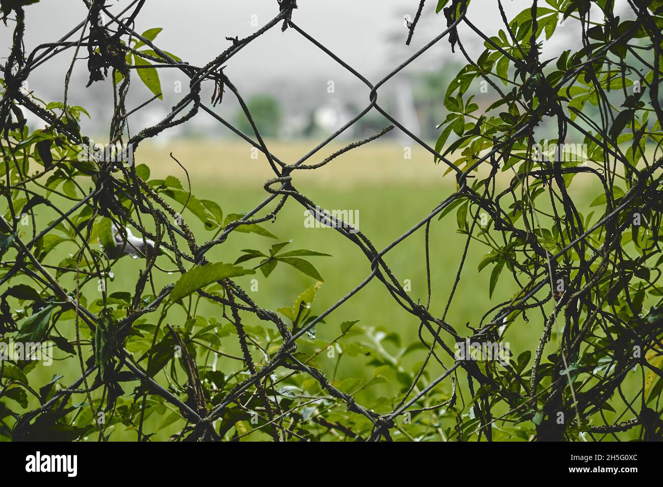 Green metal bars hi-res stock photography and images - Alamy