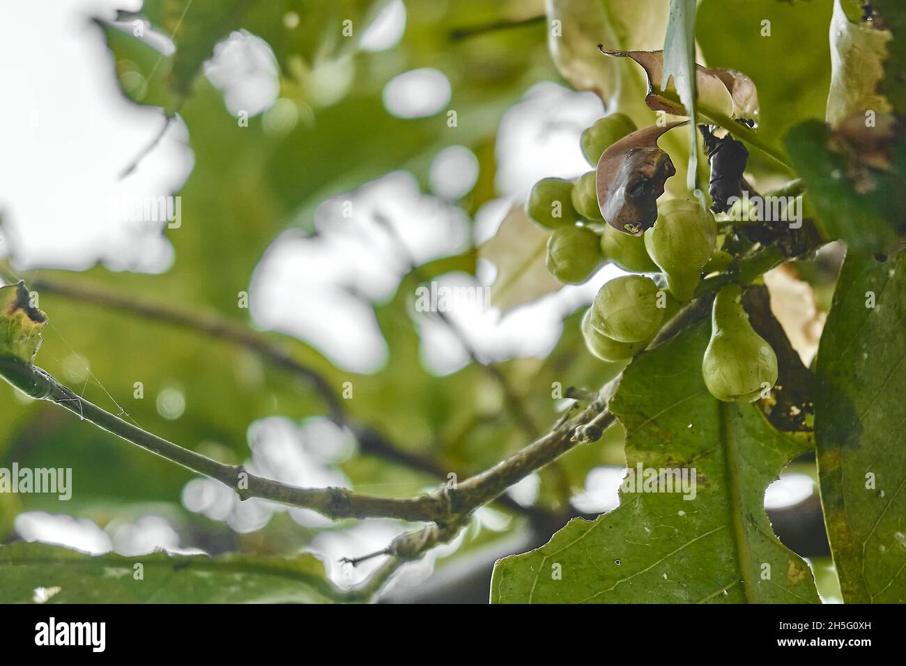 Tallowtree hi-res stock photography and images - Alamy