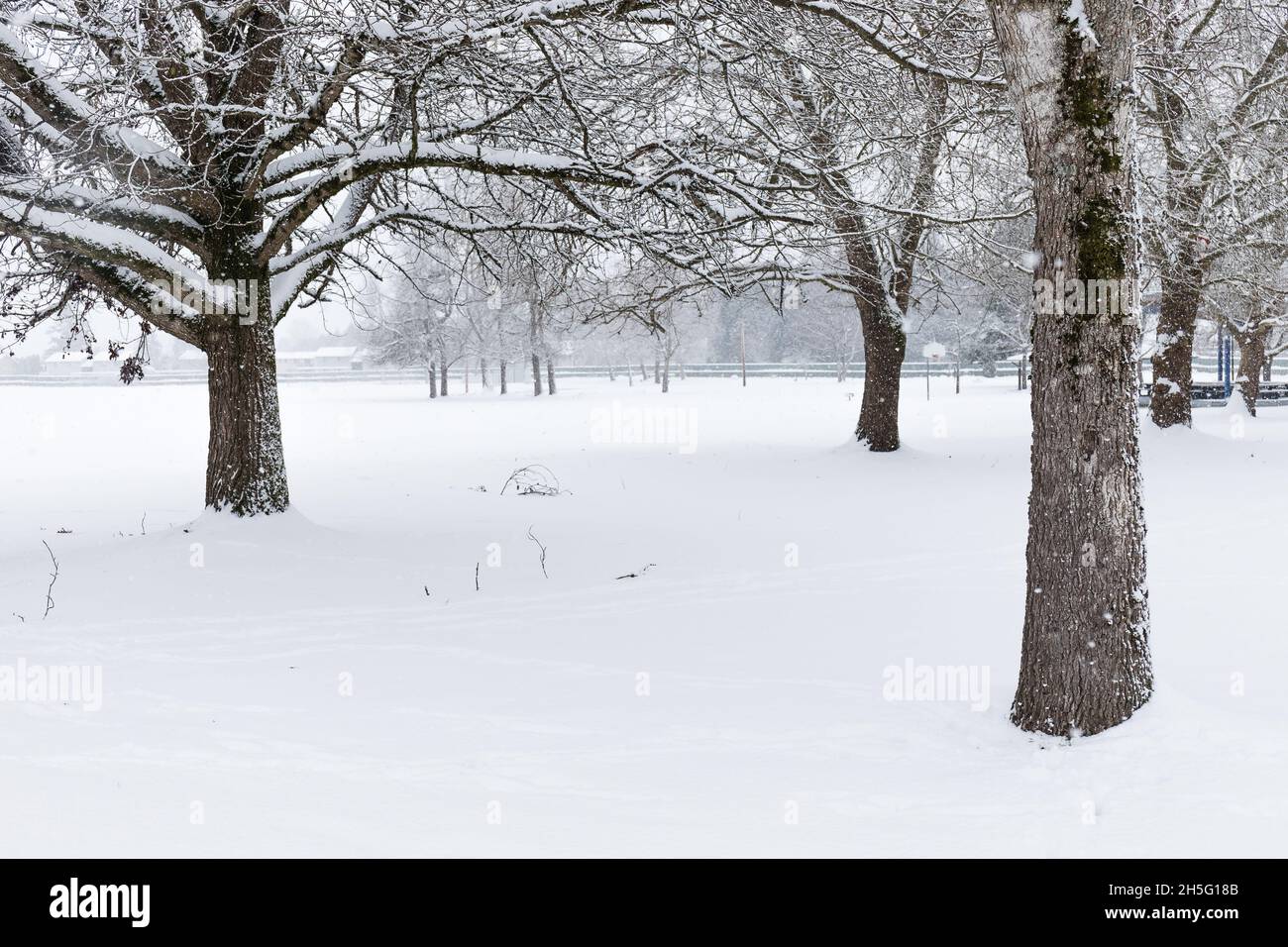 Giant Trees in Park Covered in Snow in Winter Stock Photo - Alamy
