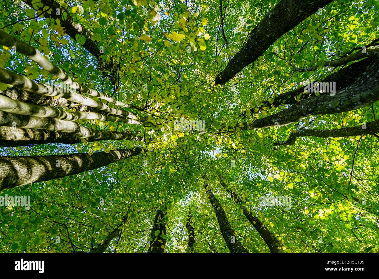 Try canopy hi-res stock photography and images - Alamy