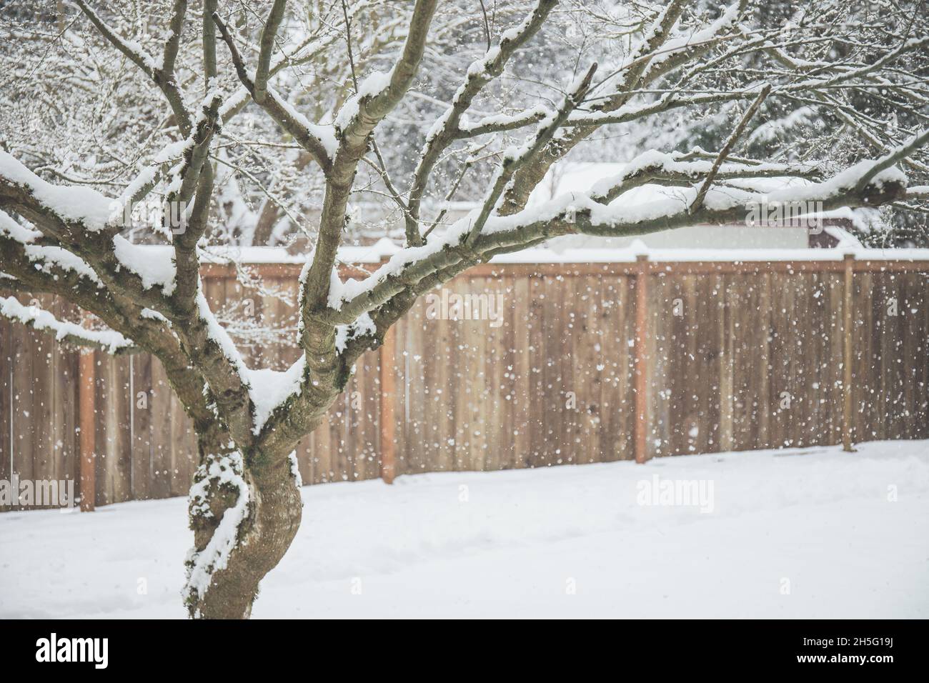 Maple tree in winter hi-res stock photography and images - Alamy