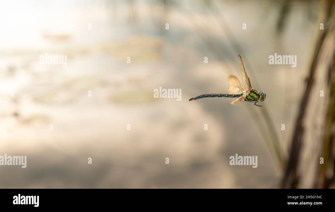 Dragonfly over pond hi-res stock photography and images - Alamy