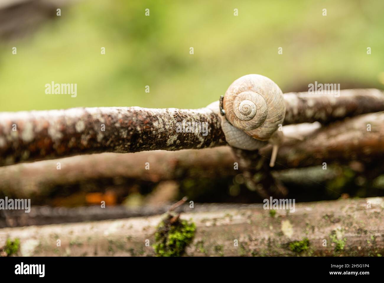 Spiral snail shell on wooden branch Stock Photo - Alamy