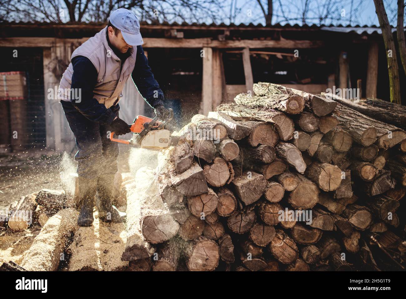 Chainsaw in action cutting wood. Man cutting wood with saw, dust and ...