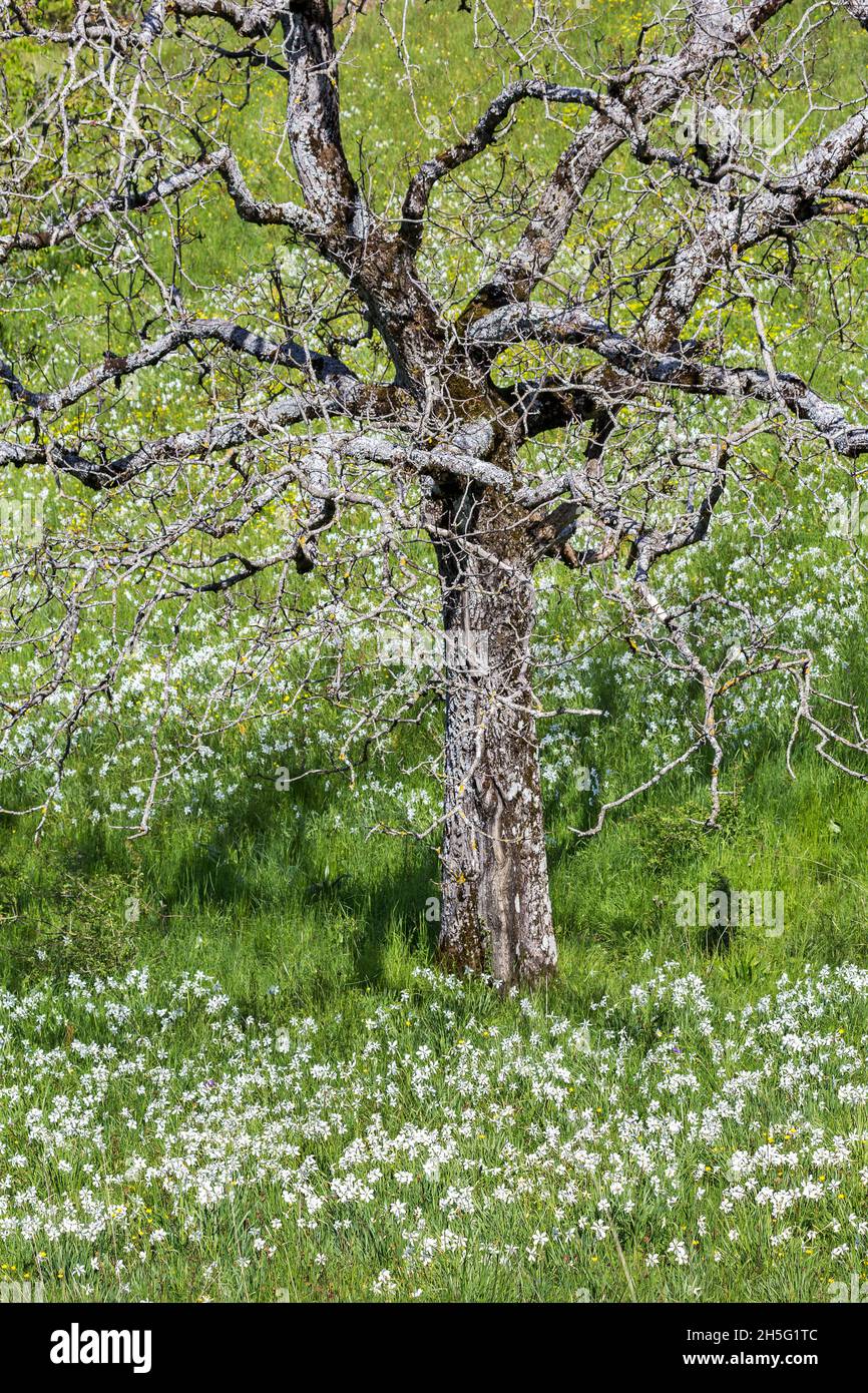 Spring field with wild narcissus flower (narcissus poeticus) around an ...