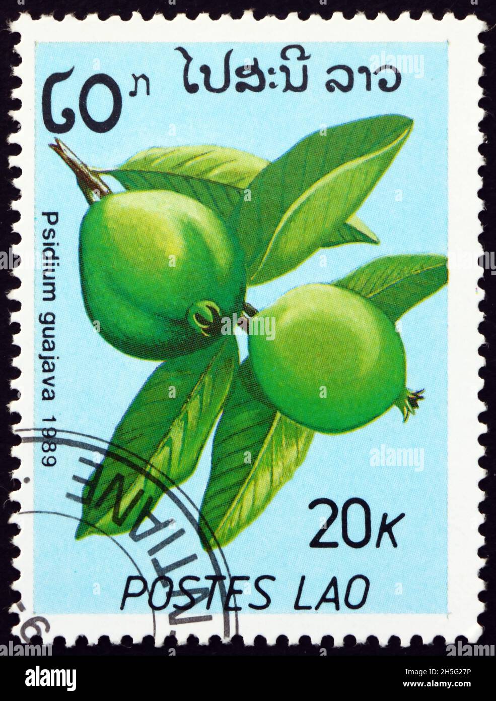 LAOS - CIRCA 1989: a stamp printed in Laos shows common guava (psidium ...