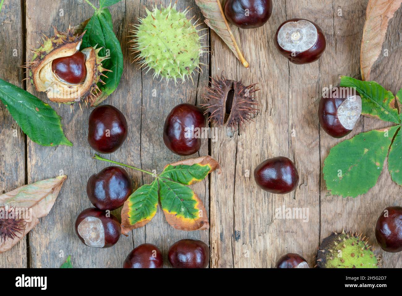 Prickly green horse chestnut conker hi-res stock photography and images ...