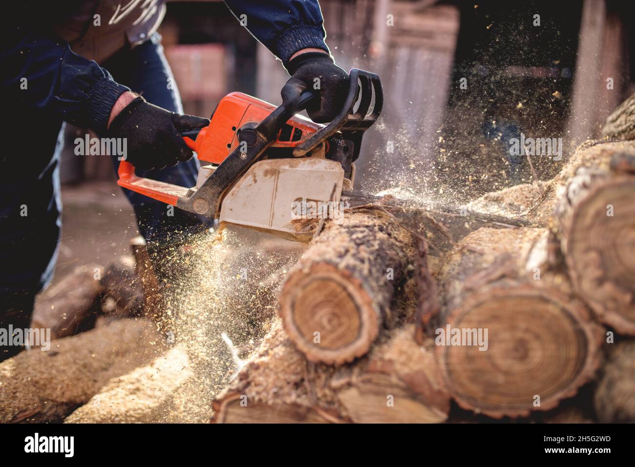 Chainsaw in action cutting wood. Man cutting wood with saw, dust and ...