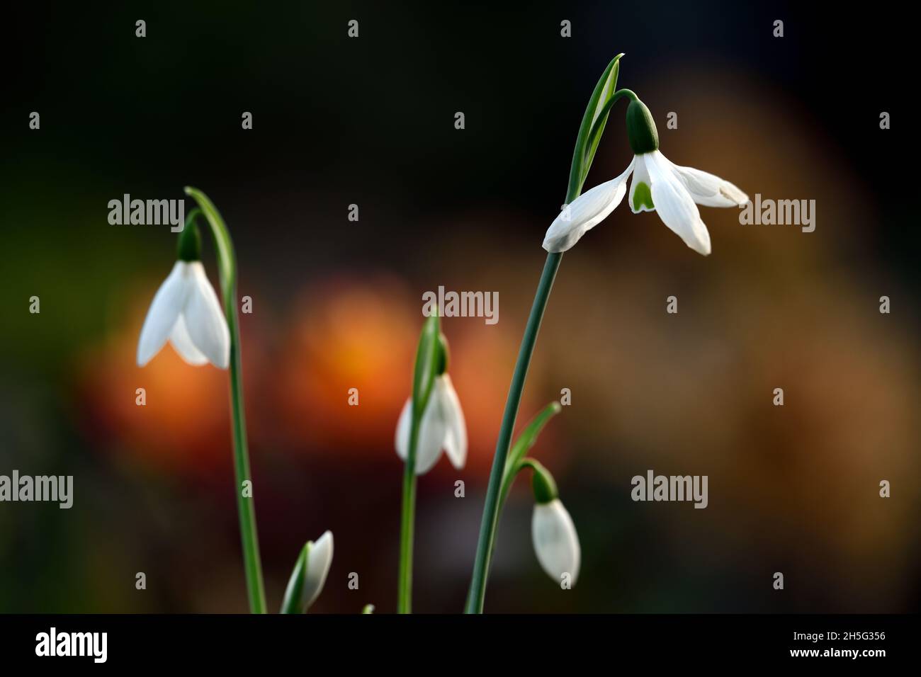 Rainbow farm early group hi-res stock photography and images - Alamy