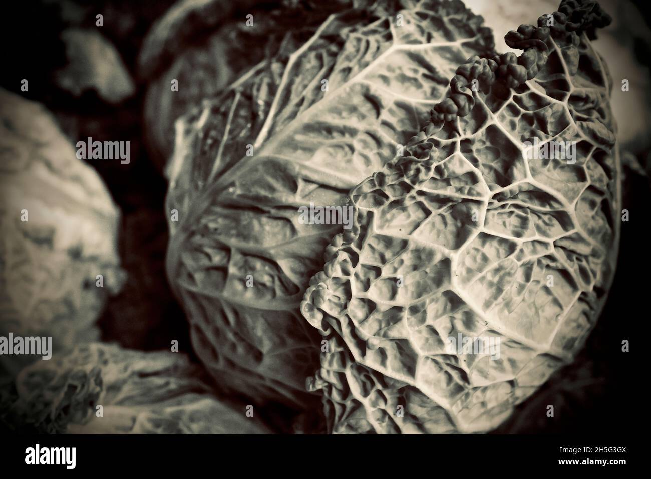 Savoy cabbage head hi-res stock photography and images - Alamy