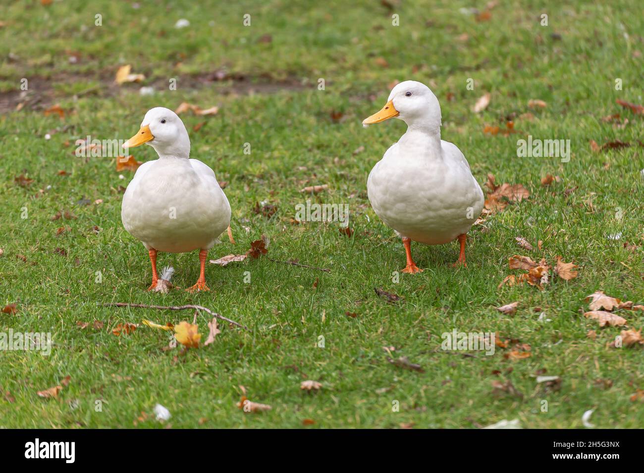 Cute Domesticated Drake White Call Ducks (Anas Platyrhynchos) on green ...