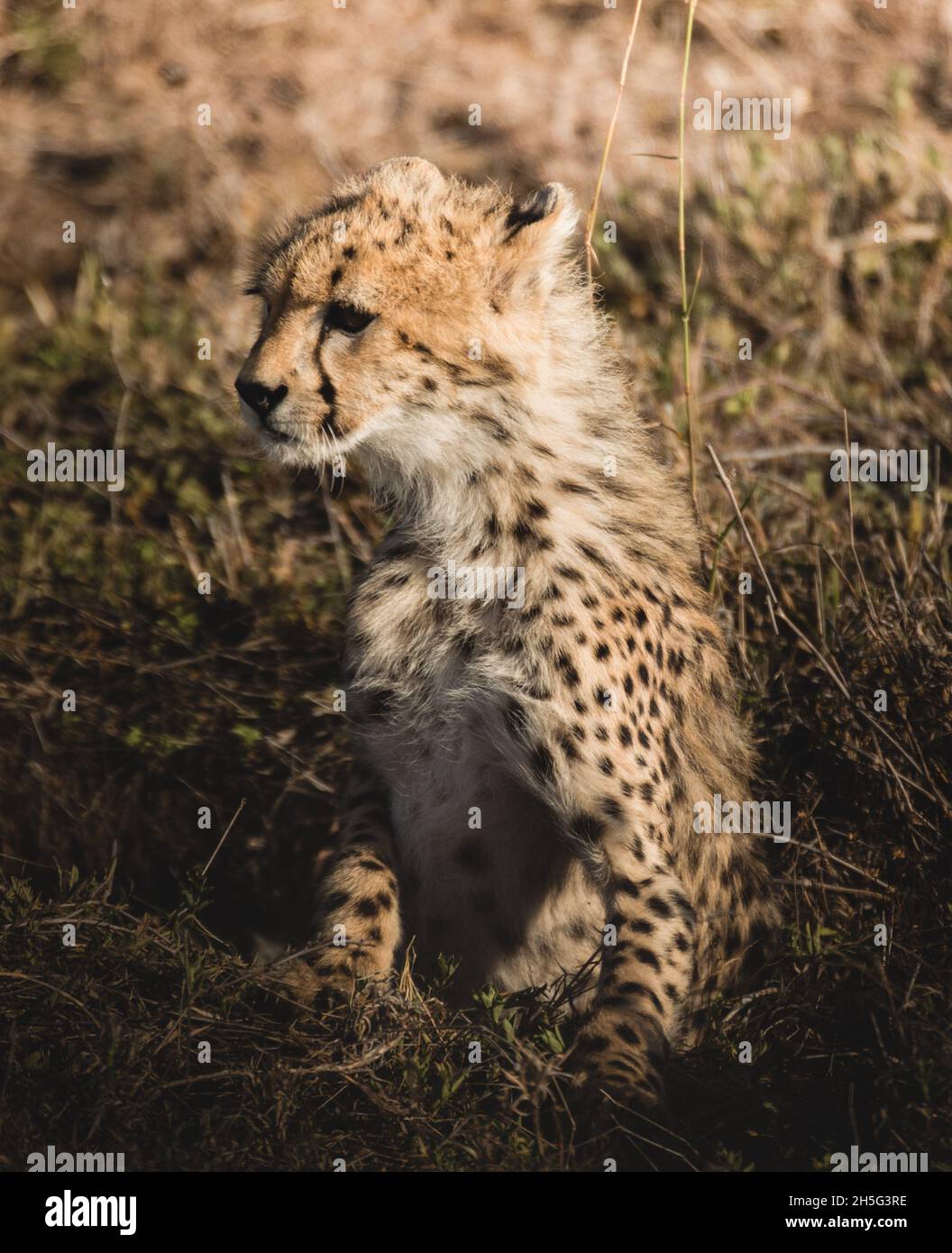 Cute cheetah cub hi-res stock photography and images - Alamy