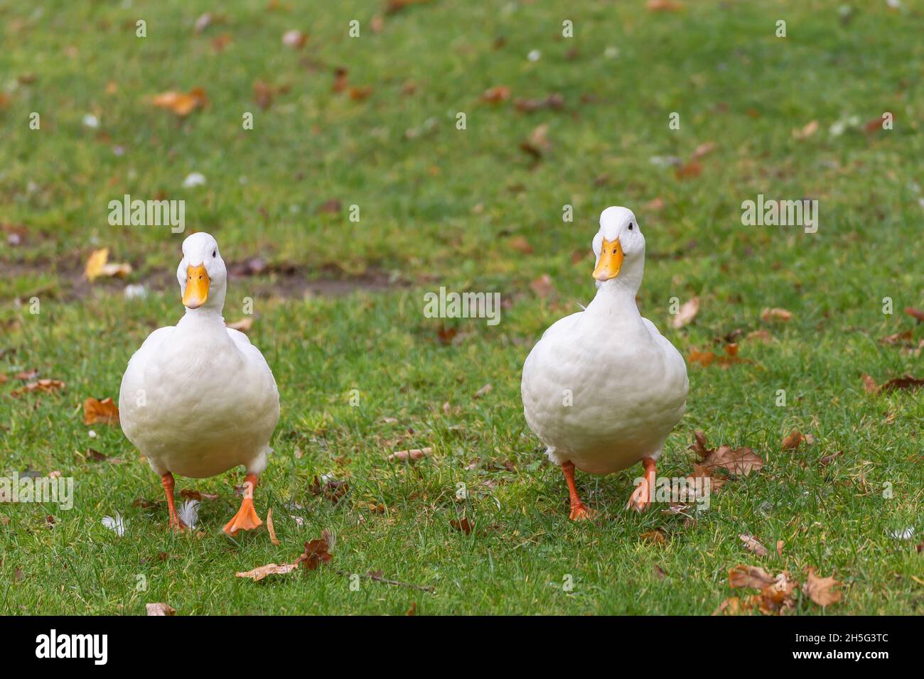 Cute Domesticated Drake White Call Ducks (Anas Platyrhynchos) on green ...