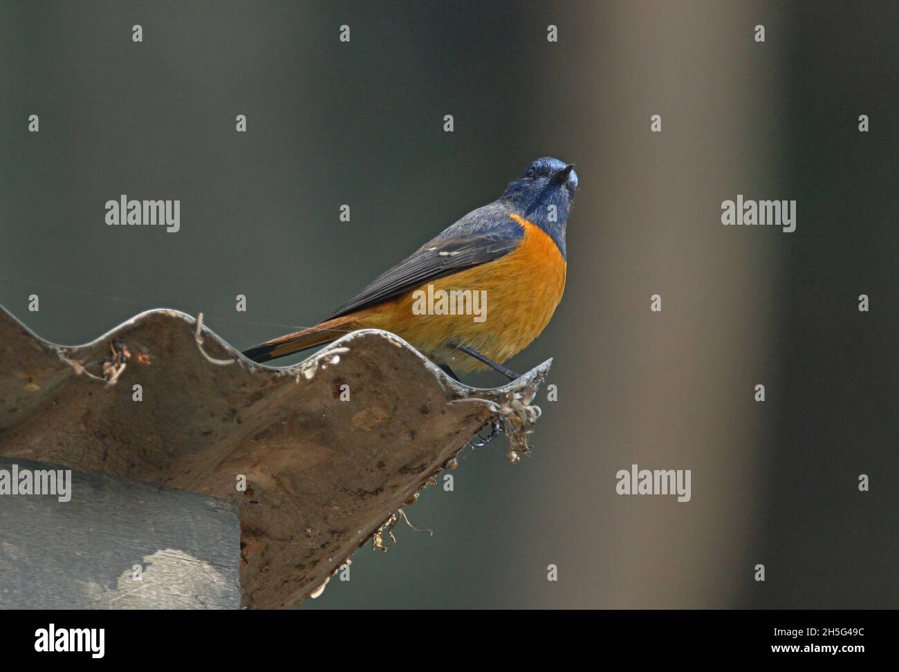Blue-fronted Redstart (Phoenicurus frontalis) adult male perched on ...