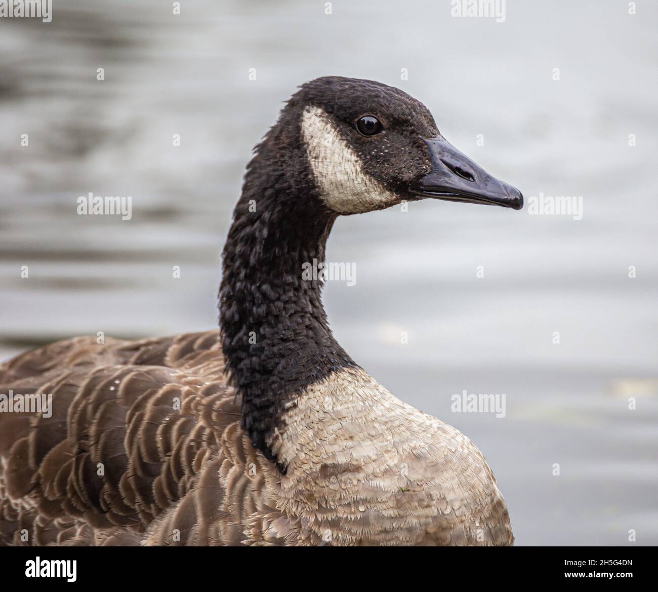 White cheeked canada goose hi-res stock photography and images - Alamy