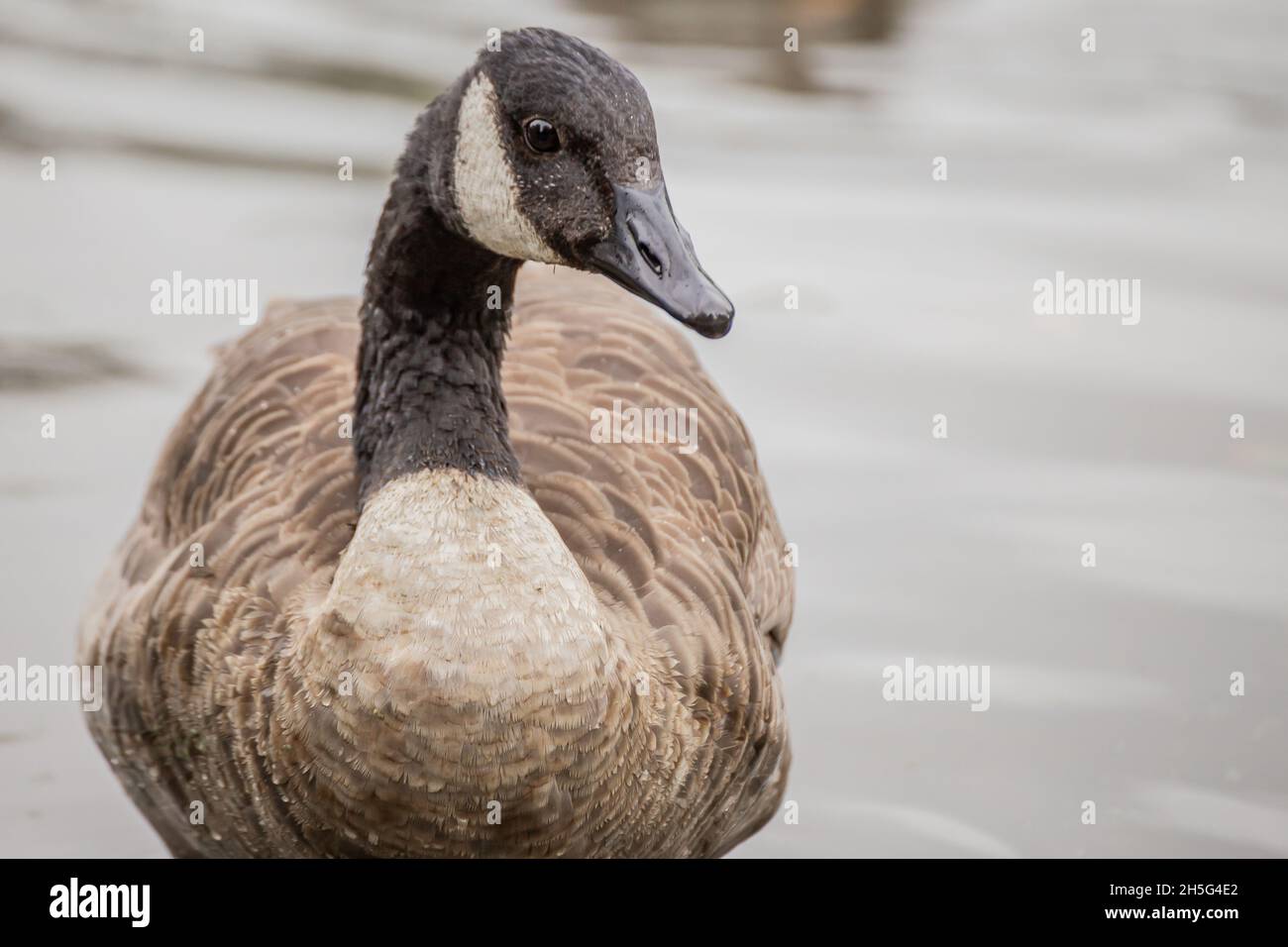 White cheeked canada goose hi-res stock photography and images - Alamy