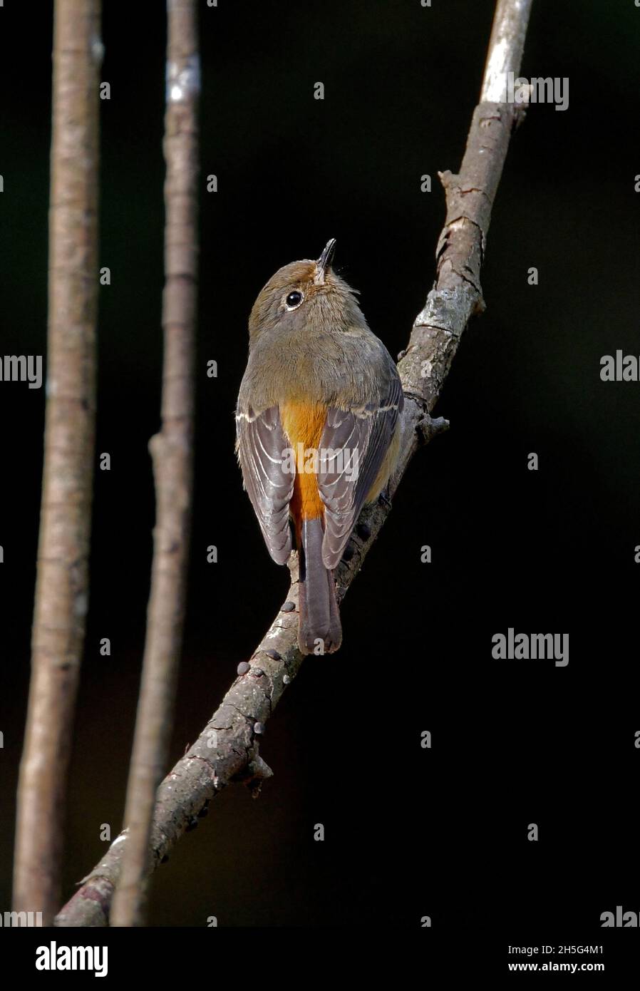 Blue-fronted Redstart (Phoenicurus frontalis) female perched on dead ...