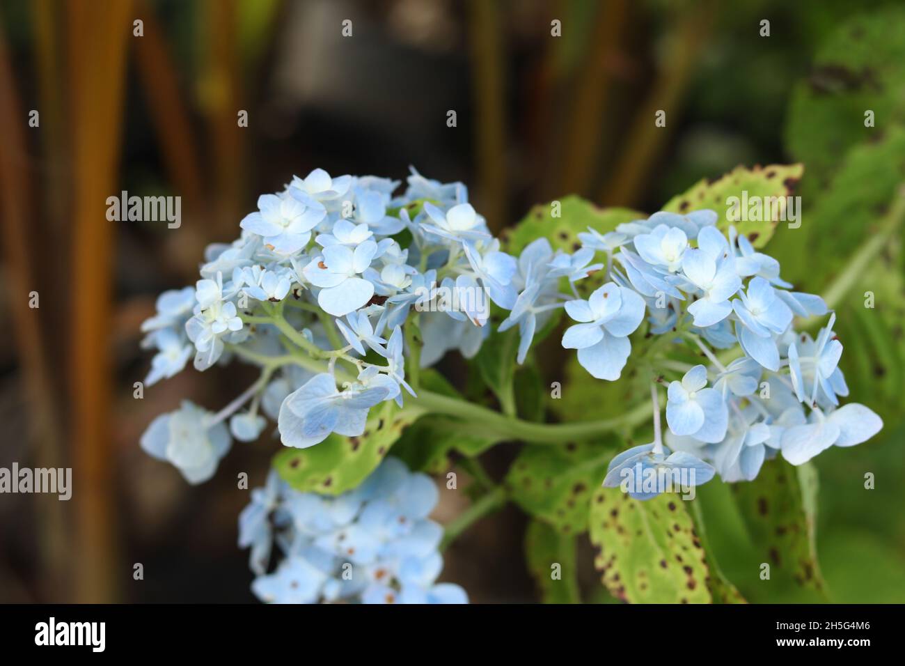 clusters of flowers seen in morning Stock Photo - Alamy