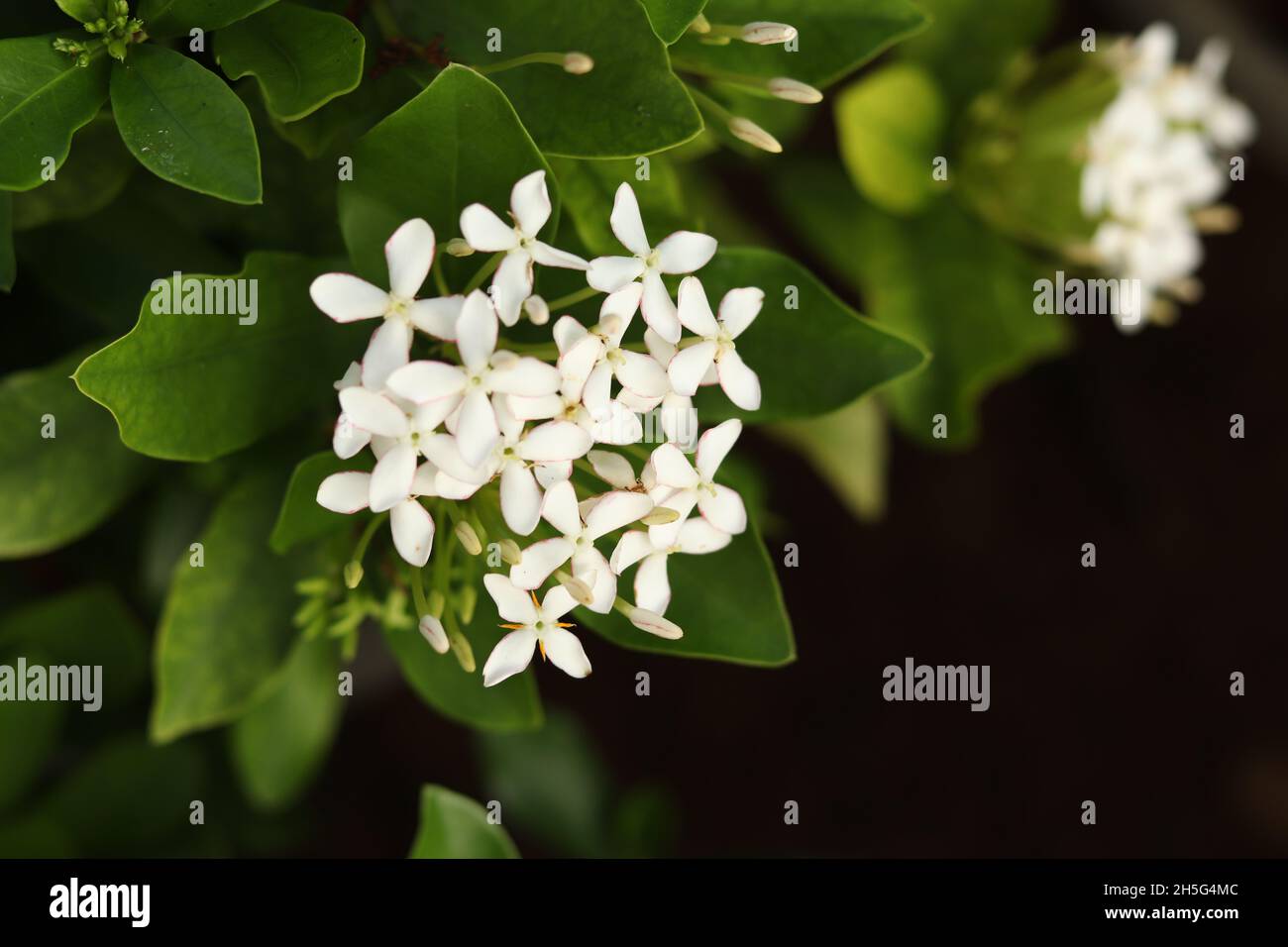 clusters of flowers seen in morning Stock Photo - Alamy