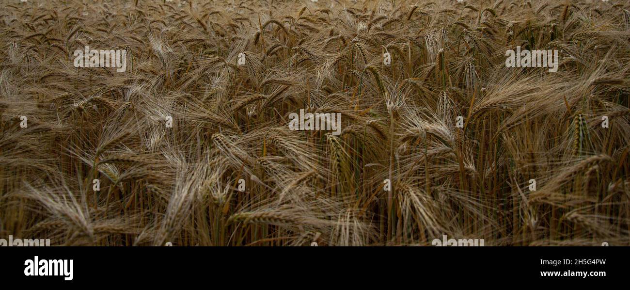 Wheat germs grow on the field. Beautiful wheat field. Crop wheat ...