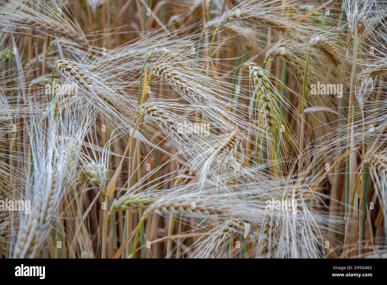 Wheat germs grow on the field. Beautiful wheat field. Crop wheat ...