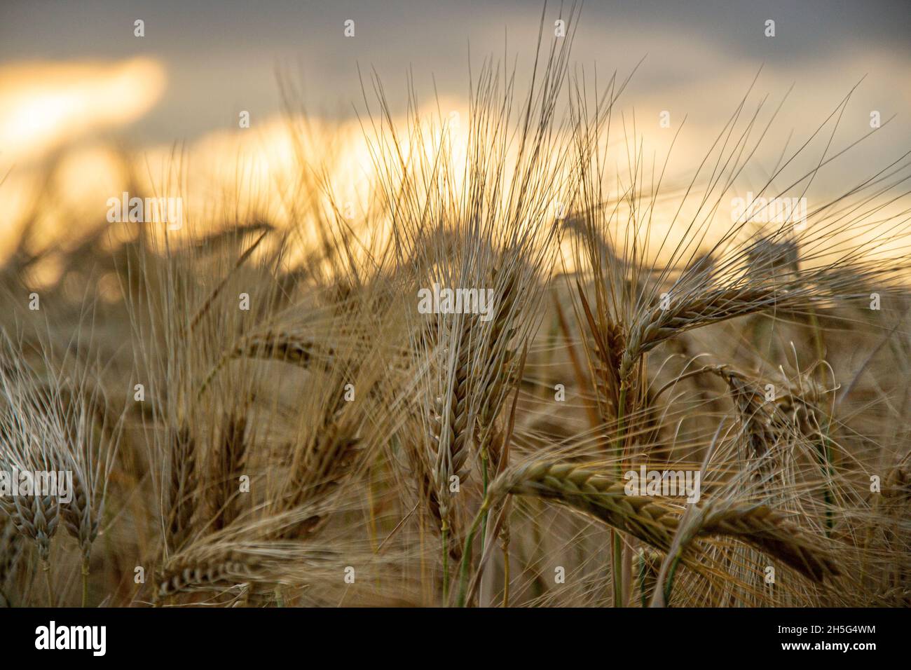 Wheat germs grow on the field. Beautiful wheat field. Crop wheat ...