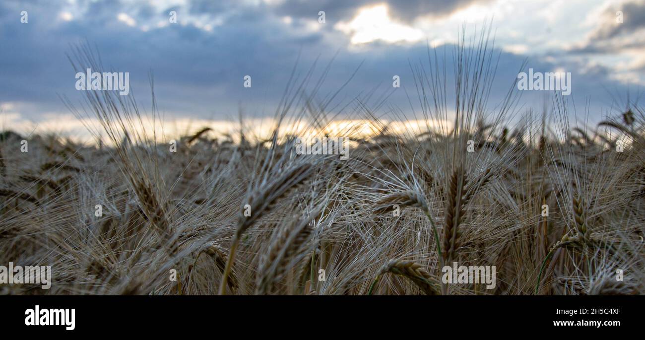 Wheat germs grow on the field. Beautiful wheat field. Crop wheat ...
