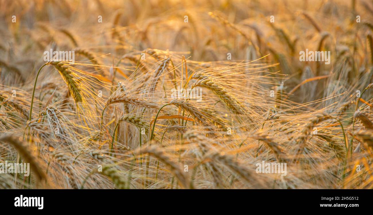 Wheat germs grow on the field. Beautiful wheat field. Crop wheat ...