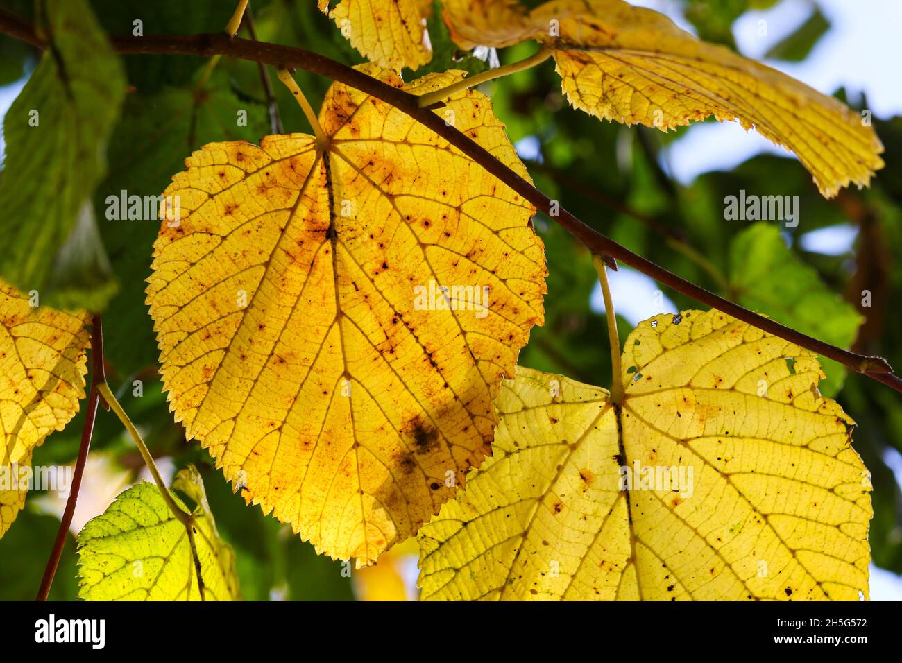 Yellow leaves of Alder tree "Alnus glutinosa" colorful during Fall ...