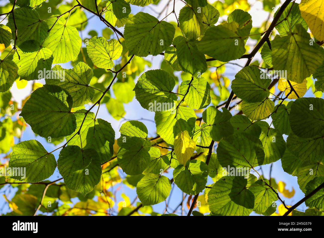 Leaves of alder tree hi-res stock photography and images - Alamy