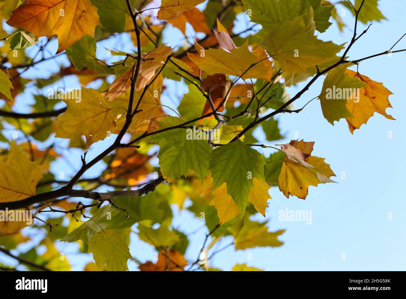 Wind Blowing Through Fall Trees