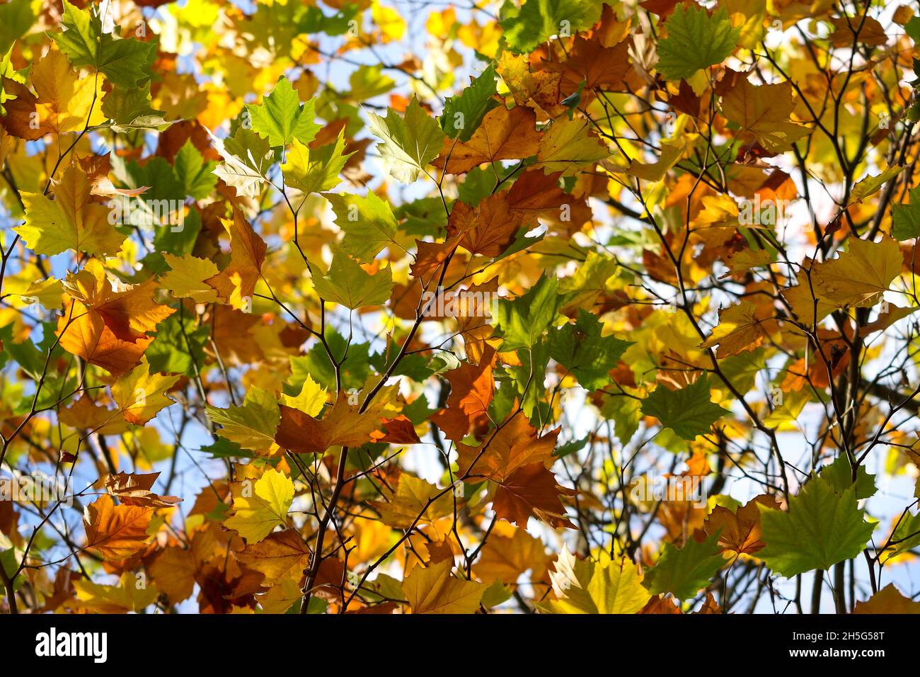 Autumn leaves on branch blowing in wind, backlit by sunlight. Foliage ...