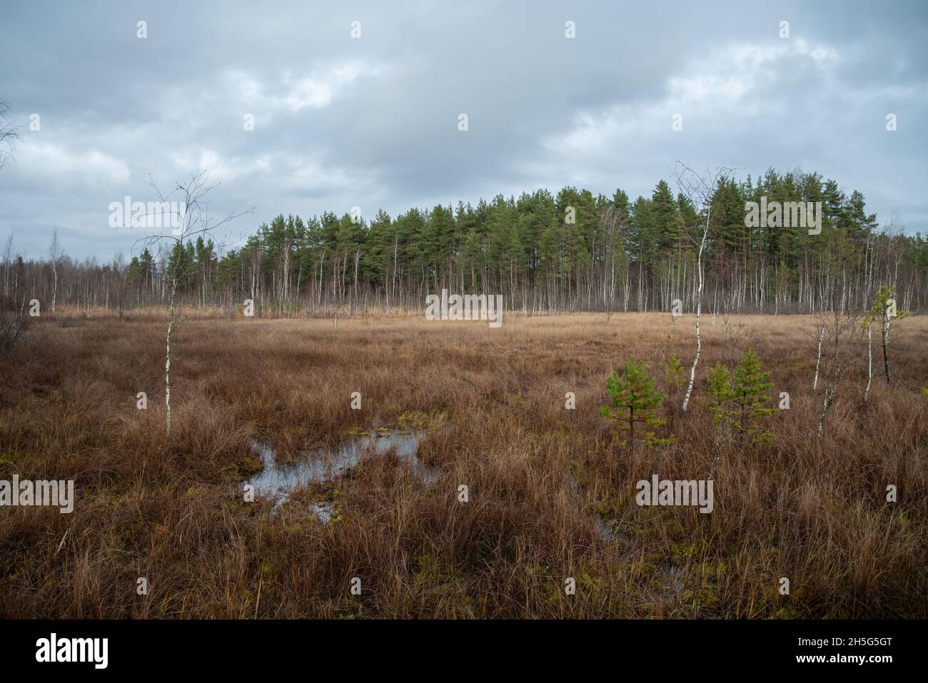 Territory of Sestroretsk swamp reserve. Saint-Petersburg. Russia Stock ...