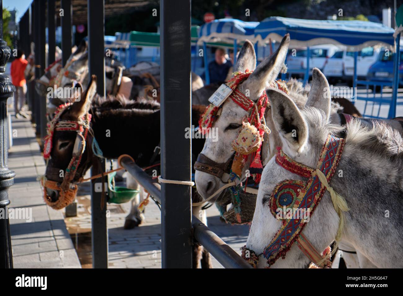 Donkeys - Burro Taxi, Mijas Pueblo, Malaga province, Andalusia, Spain ...