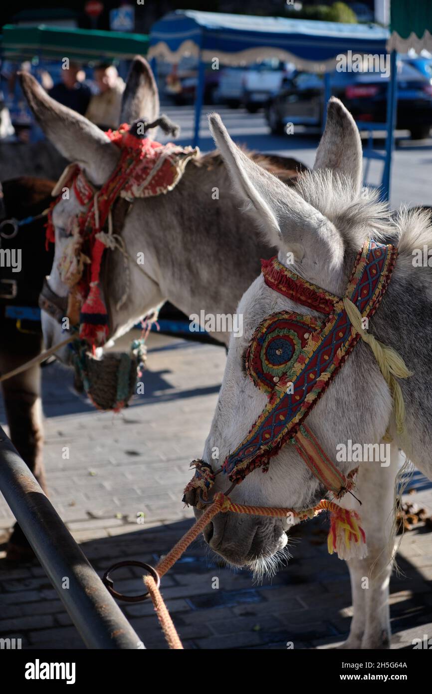 Donkeys - Burro Taxi, Mijas Pueblo, Malaga province, Andalusia, Spain ...