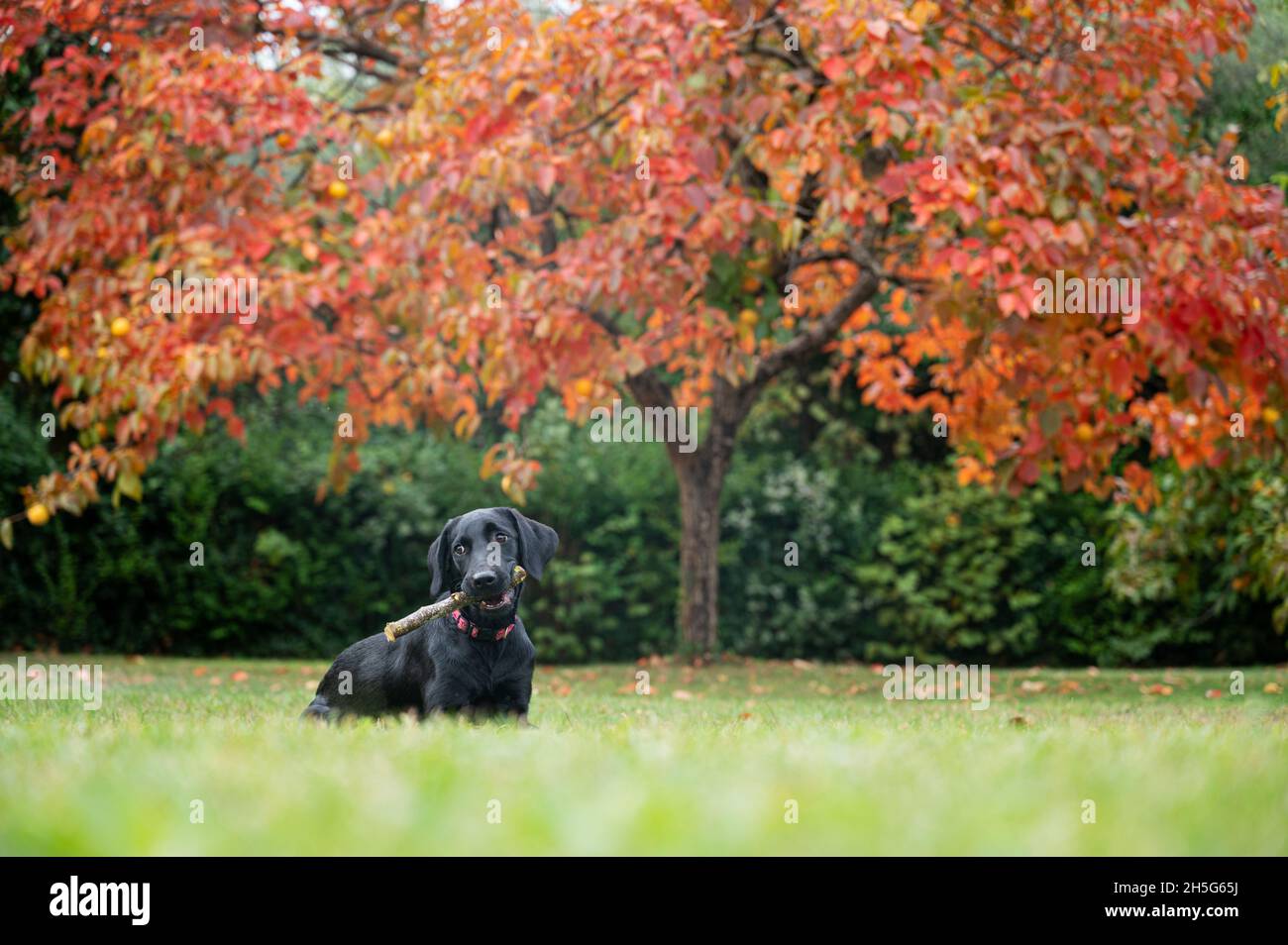 Cute black little labrador puppy lying under beautiful colorful autumn ...