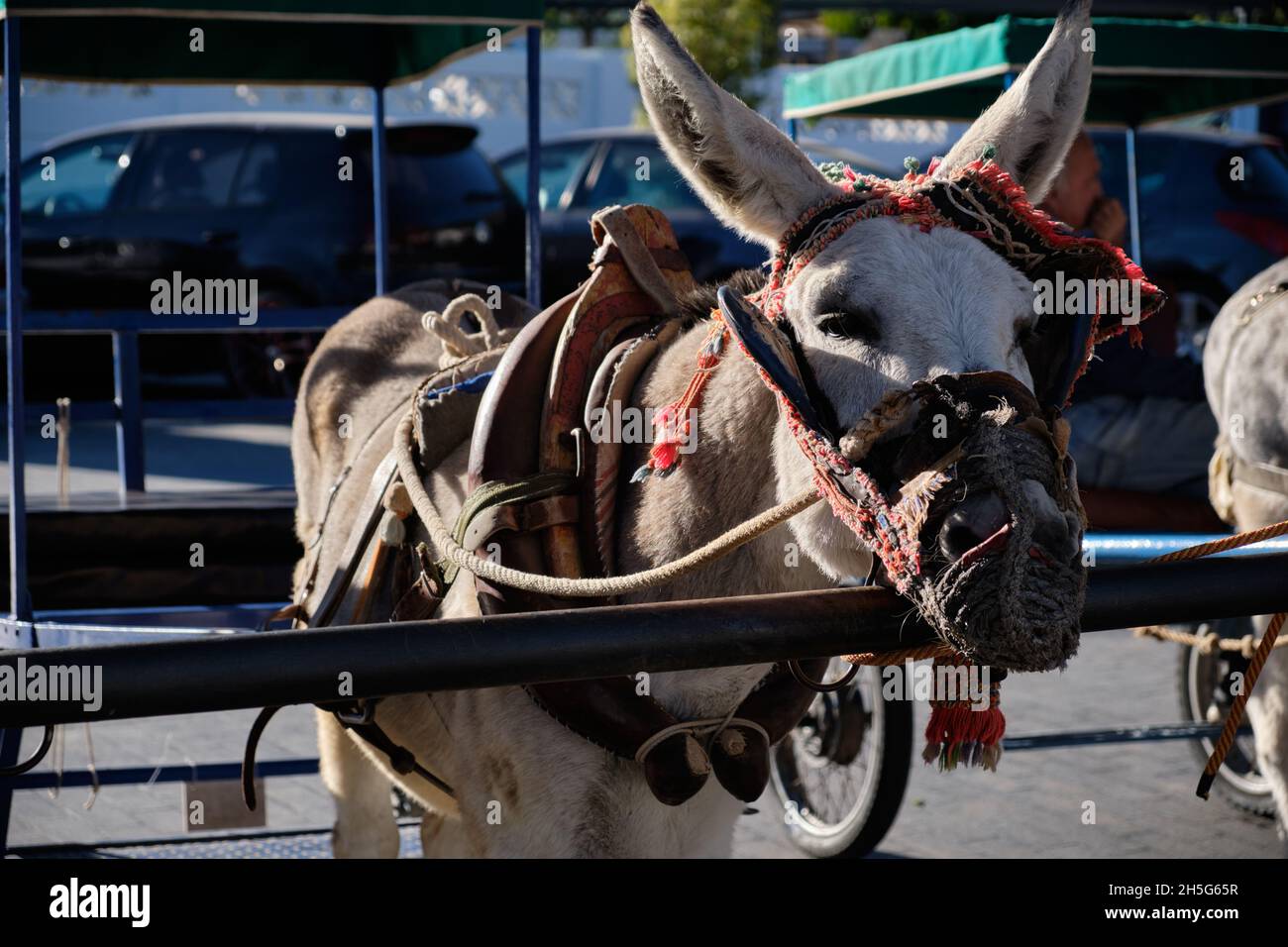 Andalusian donkey hi-res stock photography and images - Alamy